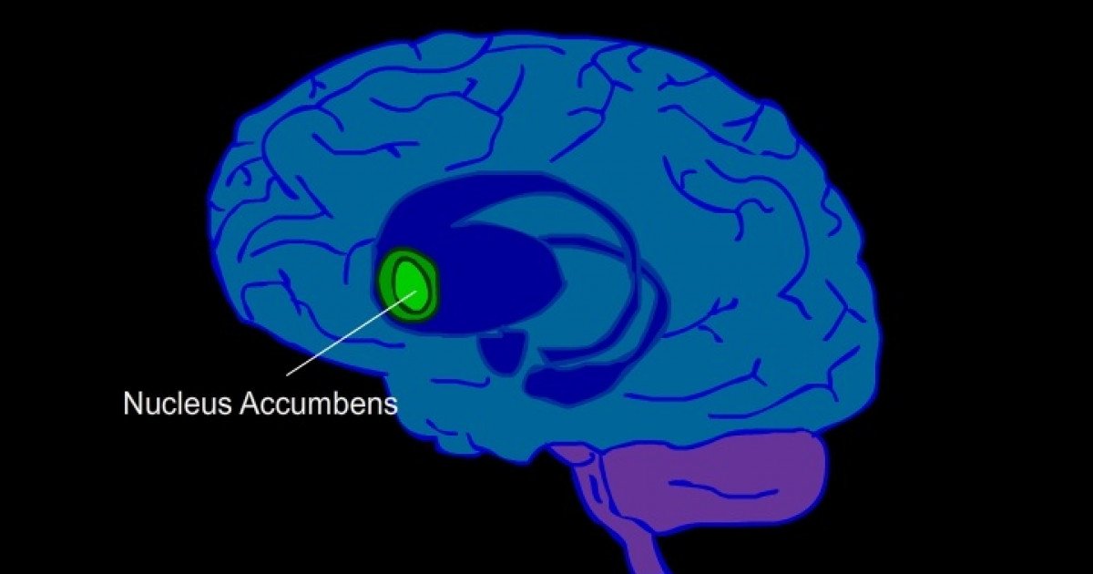 El núcleo accumbens, neurociencia para empezar